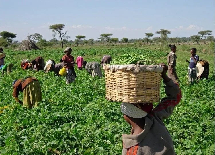 Produção agrícola em Angola: resumo 2024/2025